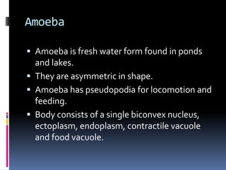 Phylum protozoa | PPTX