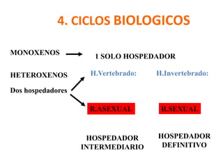 Phylum Protozoa.pptx
