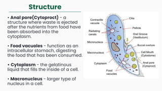 Phylum Protozoa.pdf. General zoology pro | PPT
