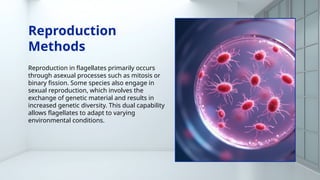 Phylum Protozoa trichomonas vaginalis.pptx