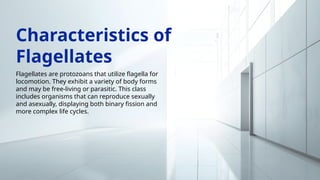 Phylum Protozoa trichomonas vaginalis.pptx