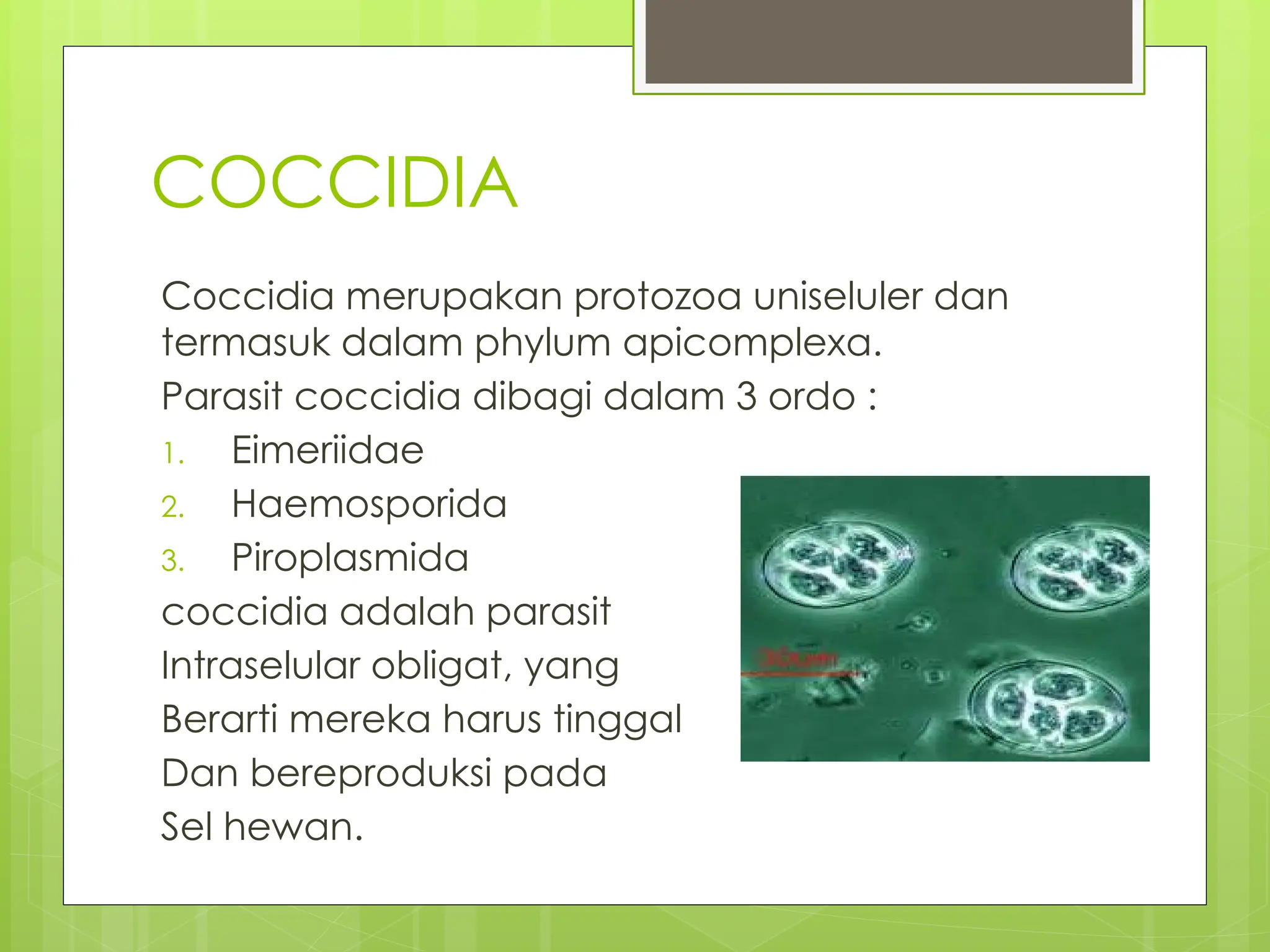 PHYLUM PROTOZOA tugas parasitologi real.pptx