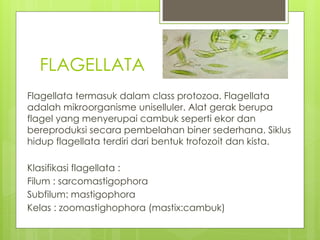 PHYLUM PROTOZOA tugas parasitologi real.pptx