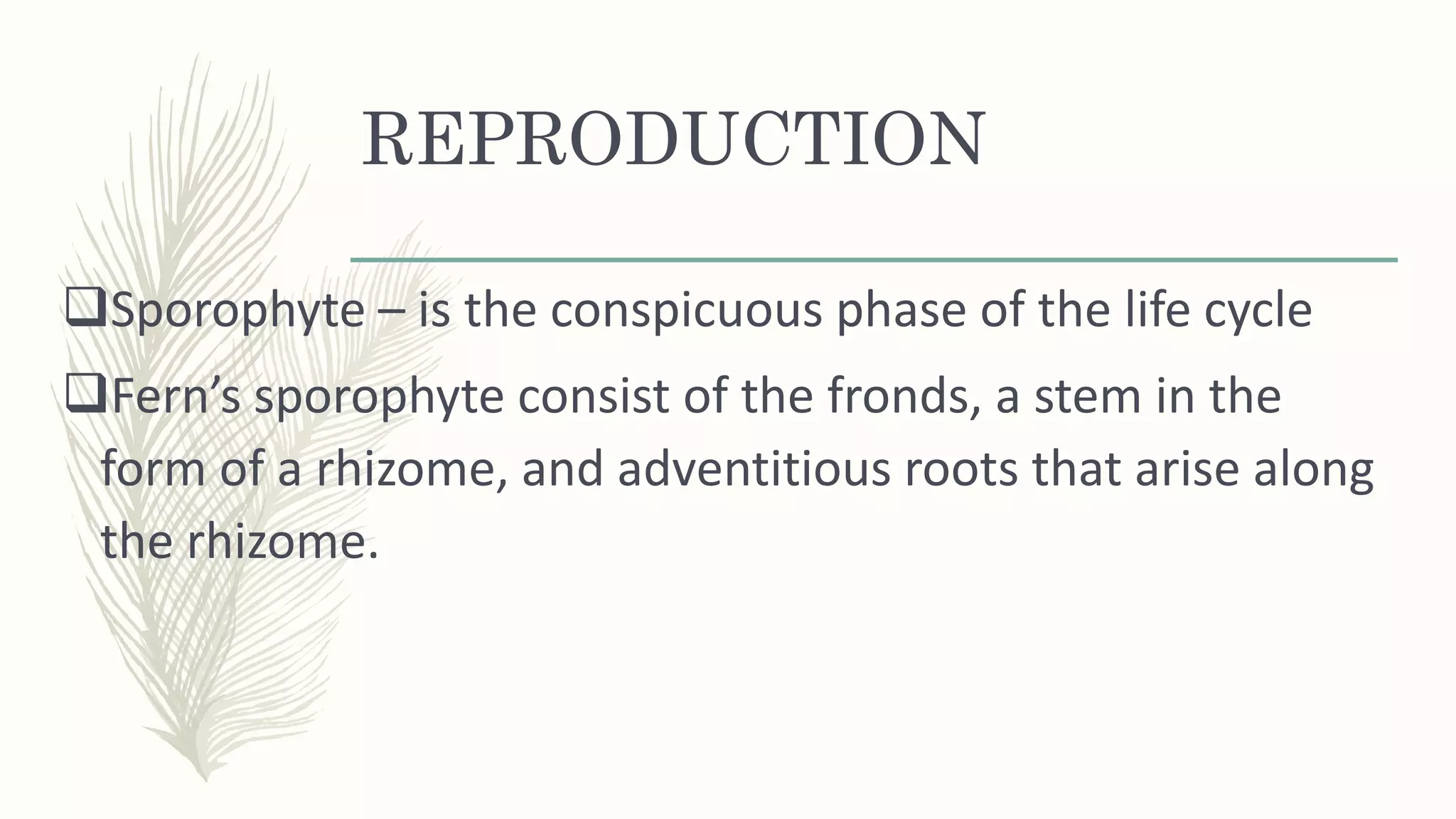 Phylum Pteridophyta (True Ferns) - part 2 | PPTX
