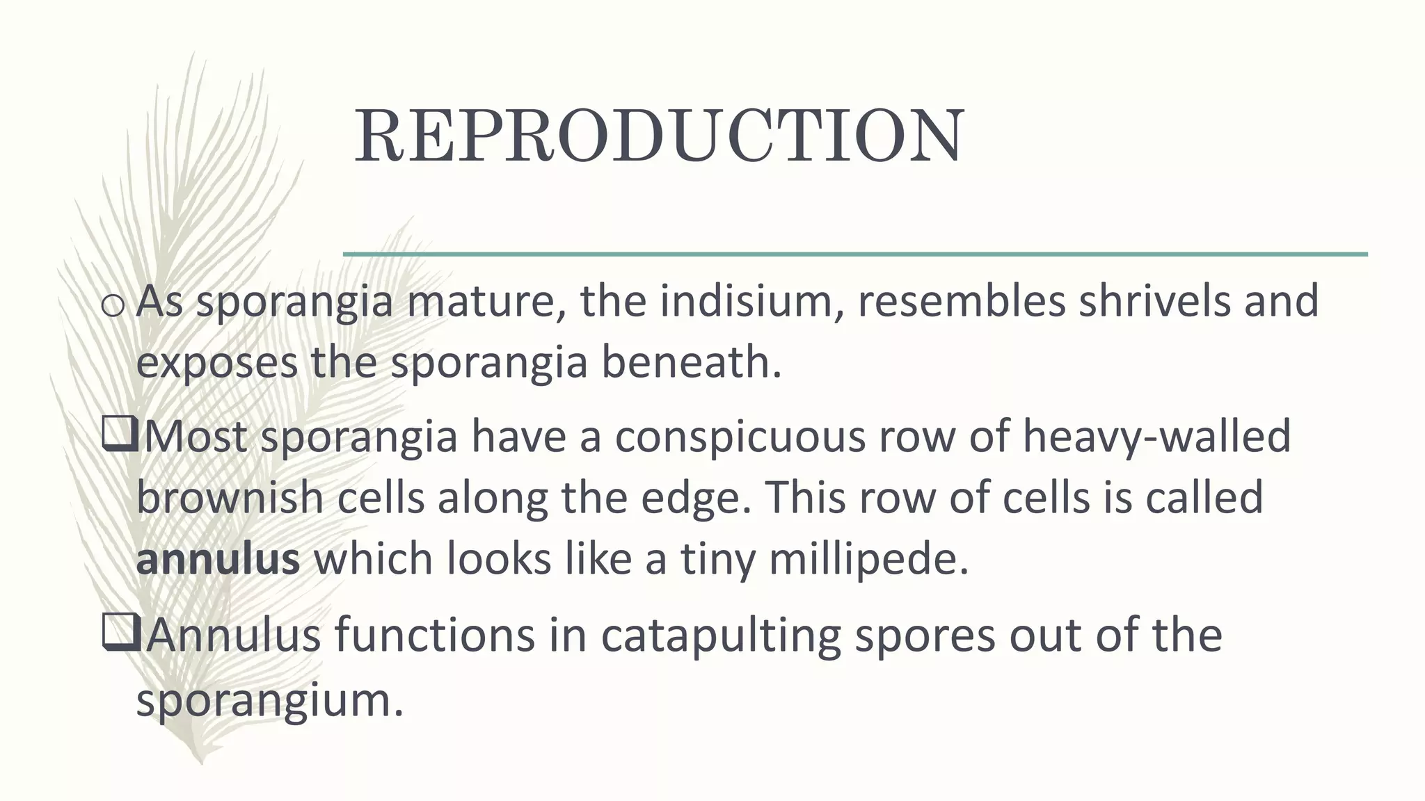 Phylum Pteridophyta (True Ferns) - part 2 | PPTX
