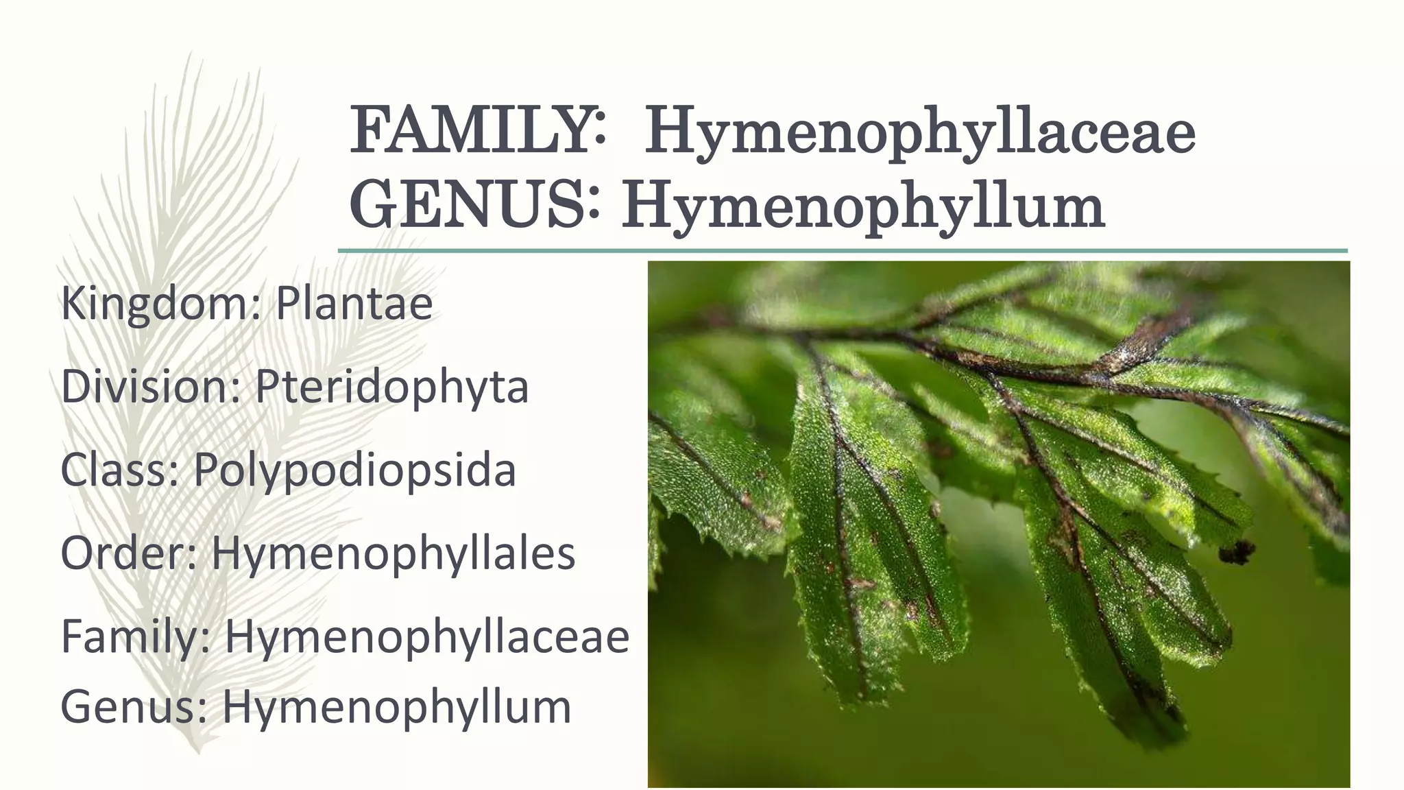 Phylum Pteridophyta (True Ferns) - part 2 | PPTX
