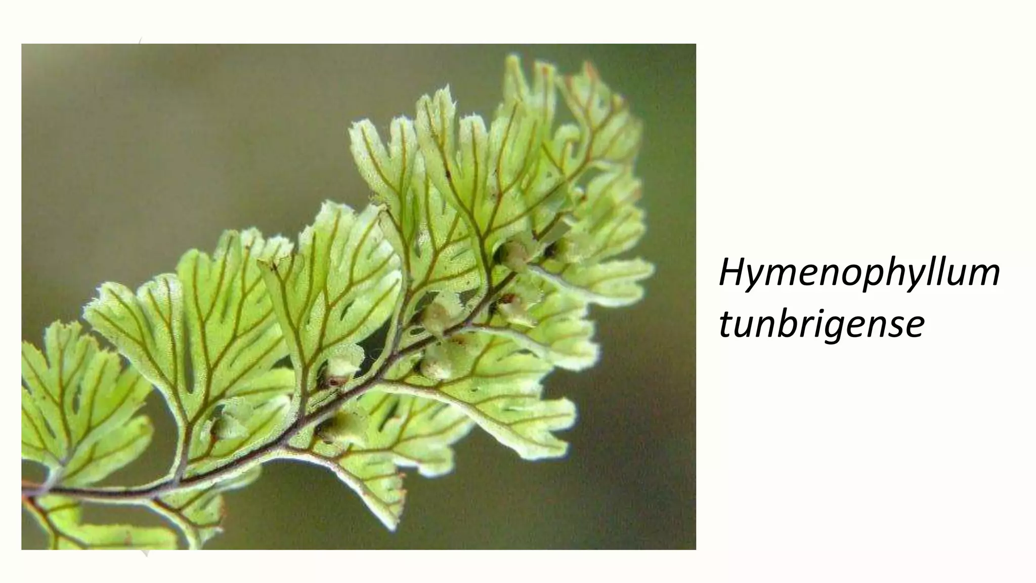 Phylum Pteridophyta (True Ferns) - part 2 | PPTX