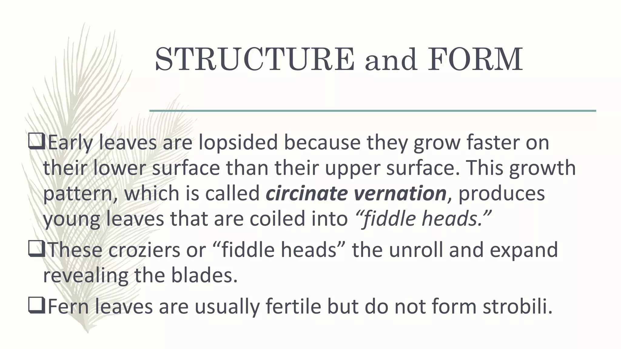 Phylum Pteridophyta (True Ferns) - part 2 | PPTX