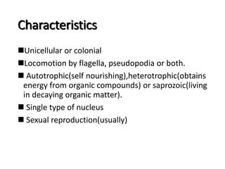 Phylum Sarcomastigophora.pptx