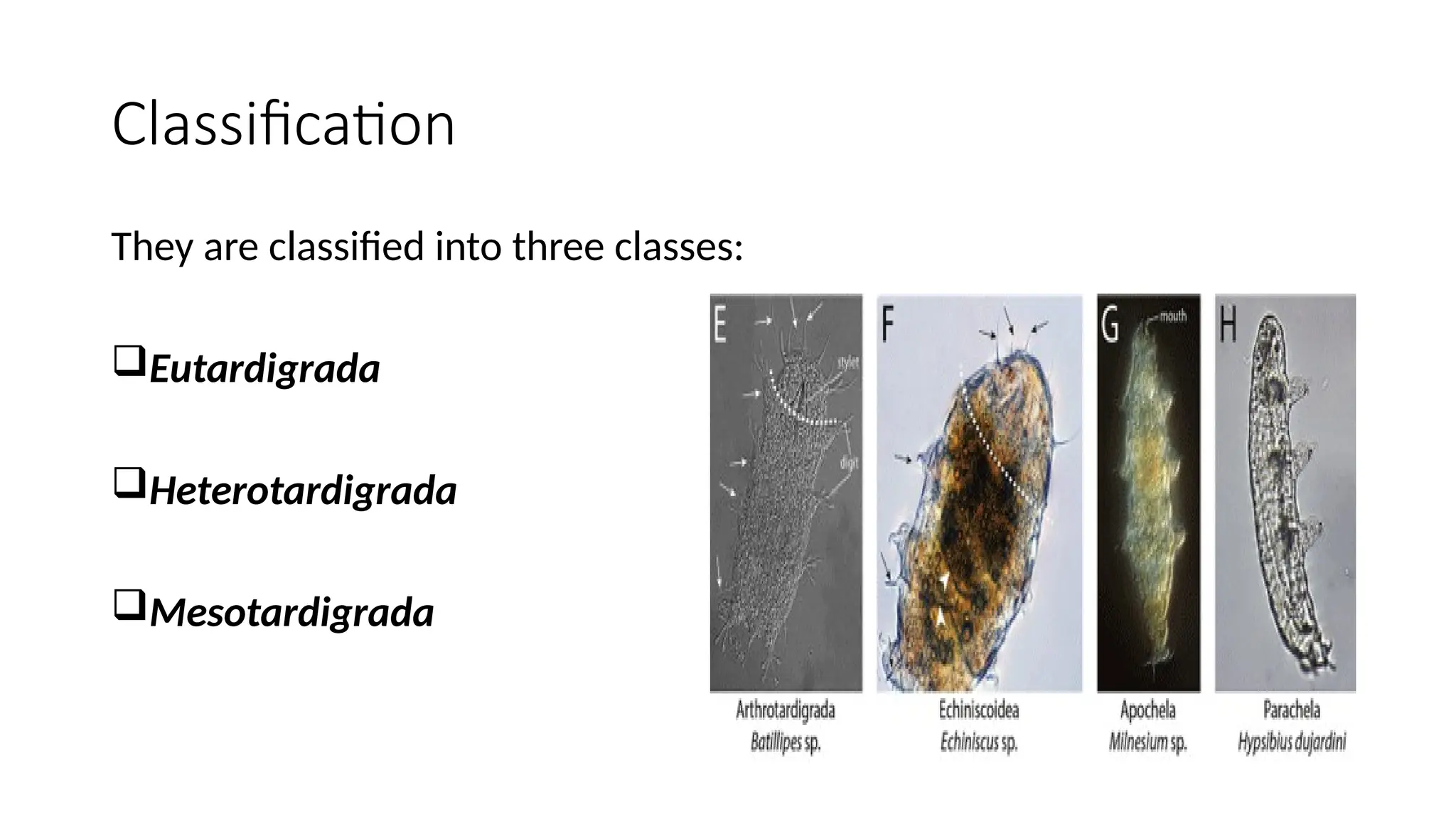 0002. Phylum TARDIGRADA.pptx