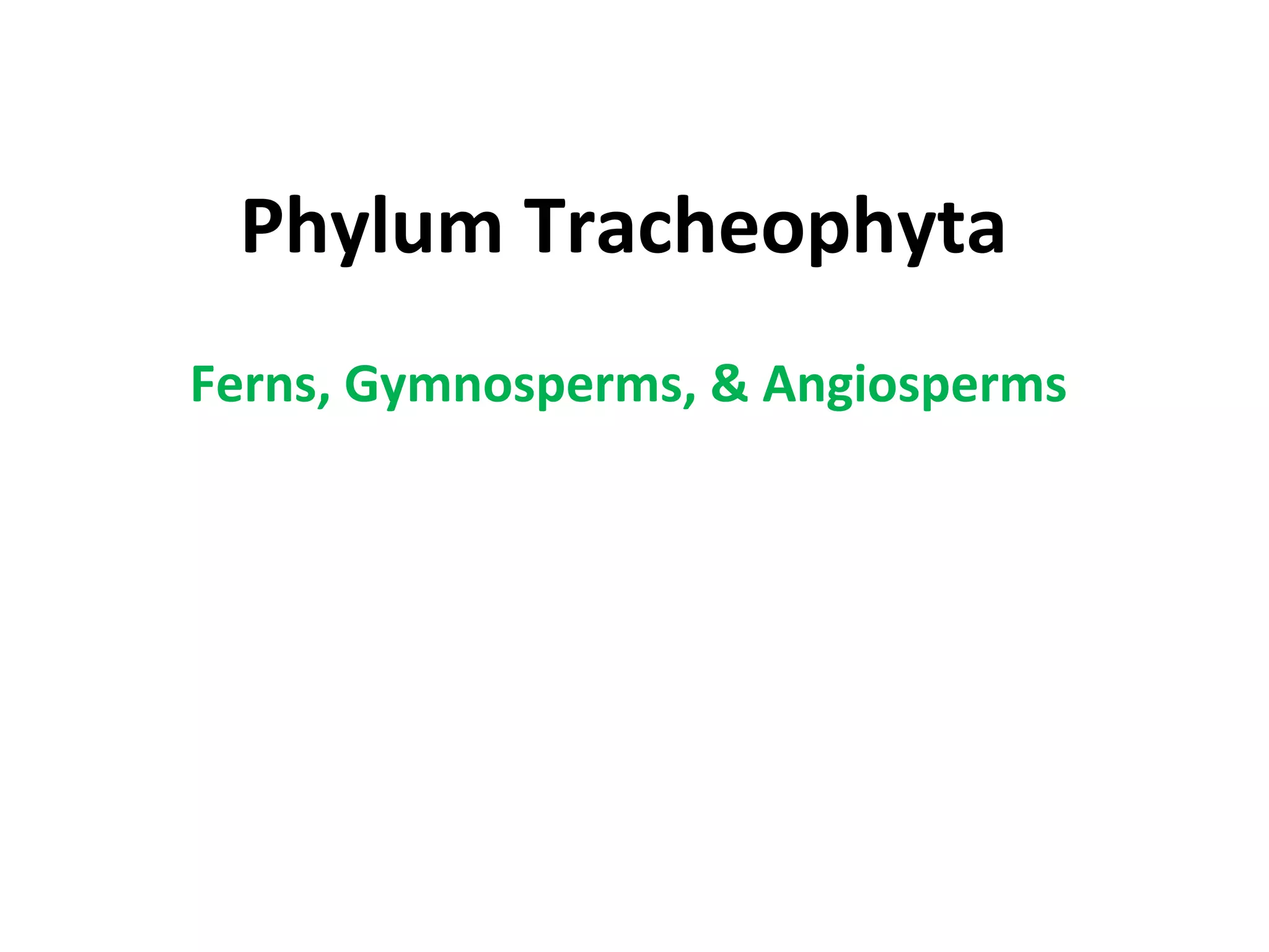 Phylum tracheophyta 2016 | PPT