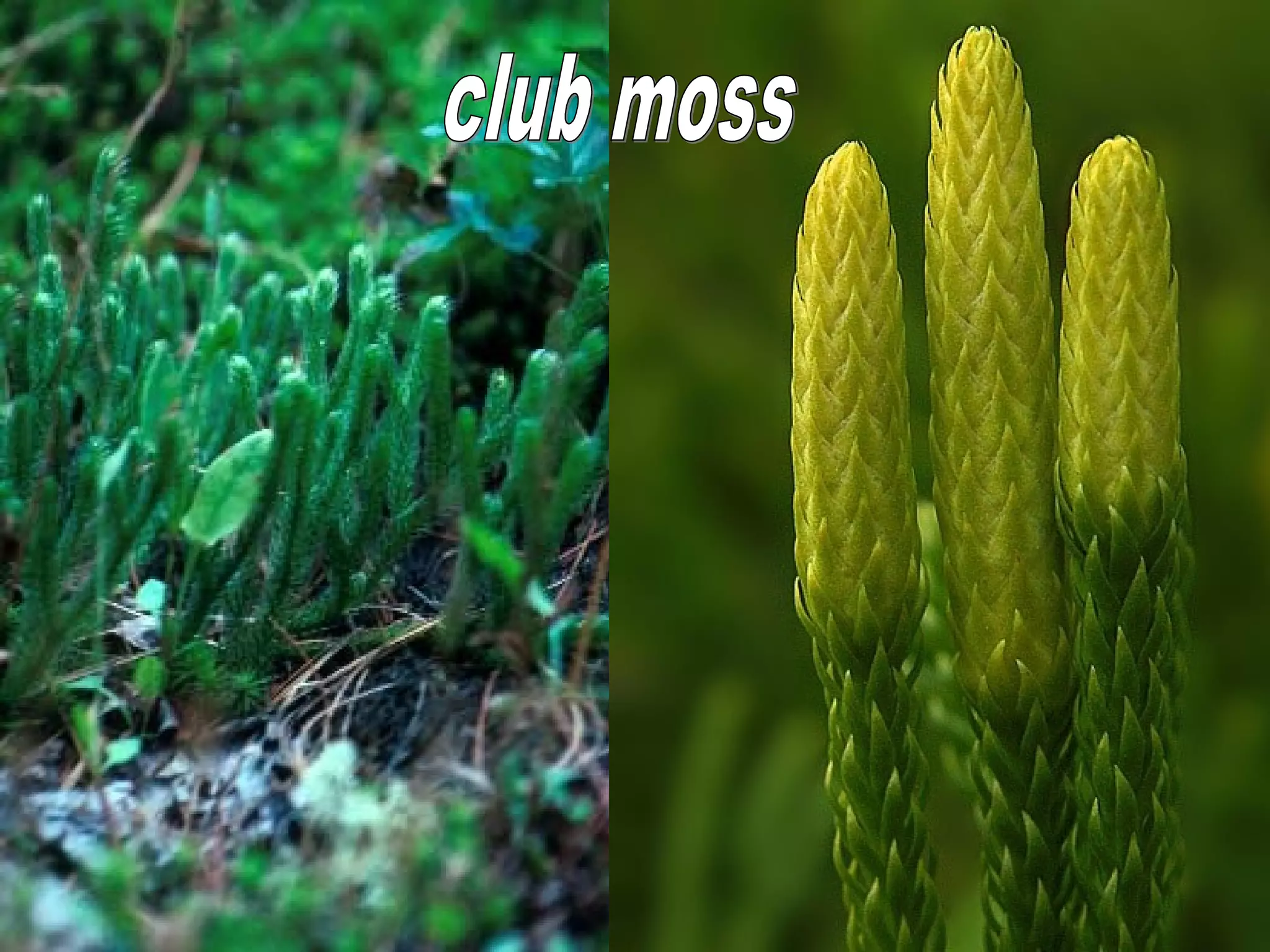 Phylum tracheophyta 2016 | PPT