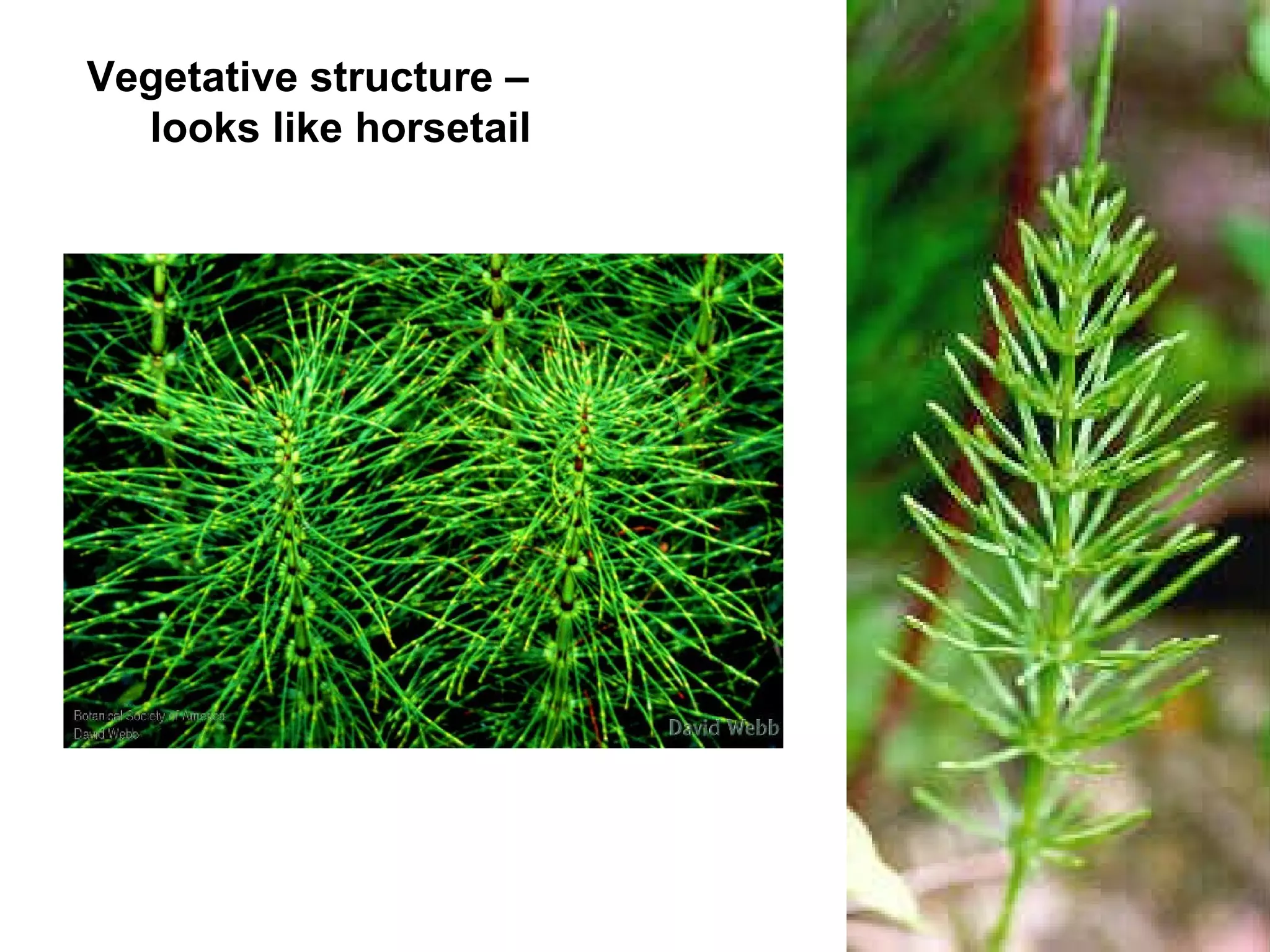 Phylum tracheophyta 2016 | PPT