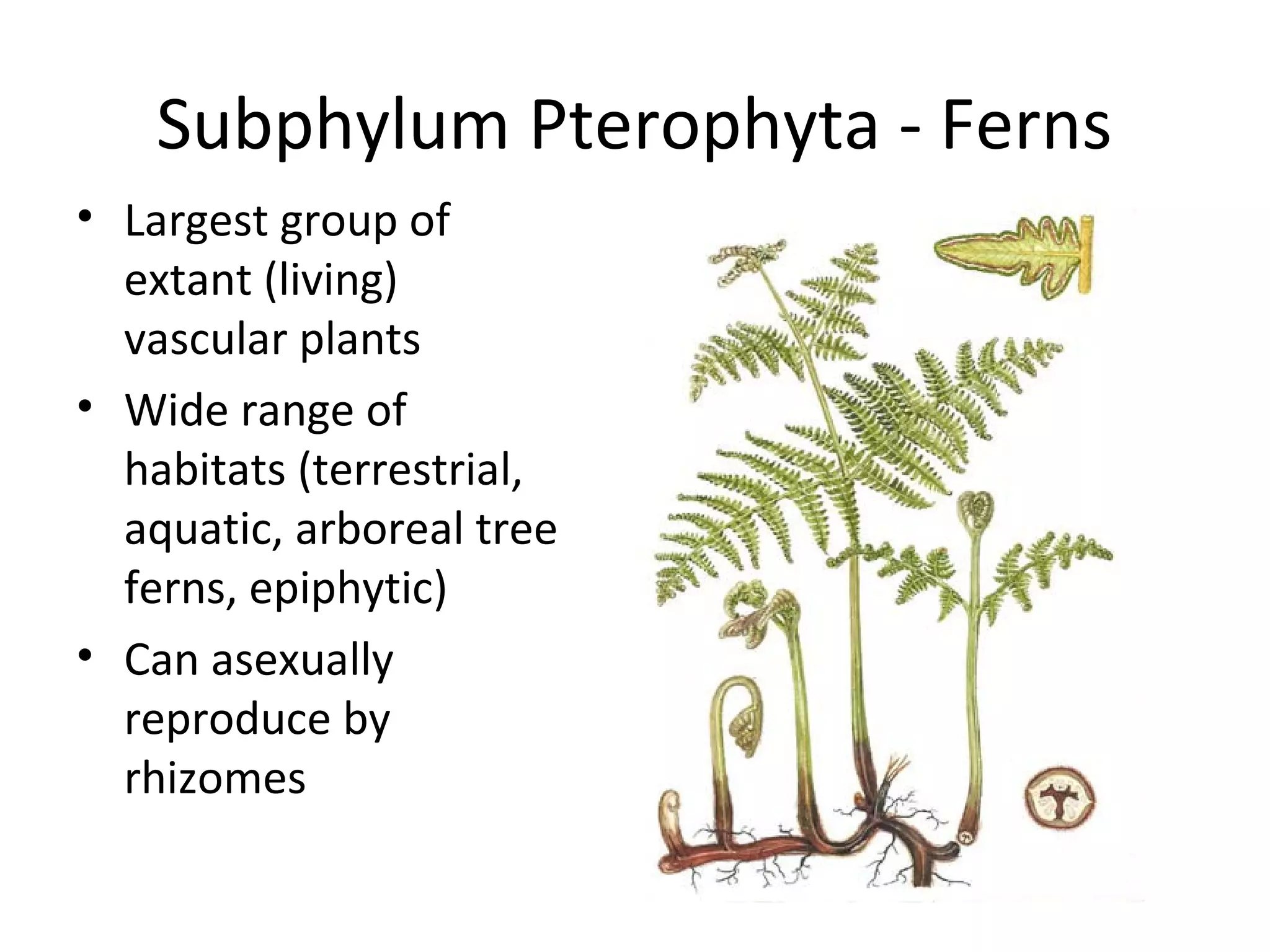 Phylum tracheophyta 2016 | PPT