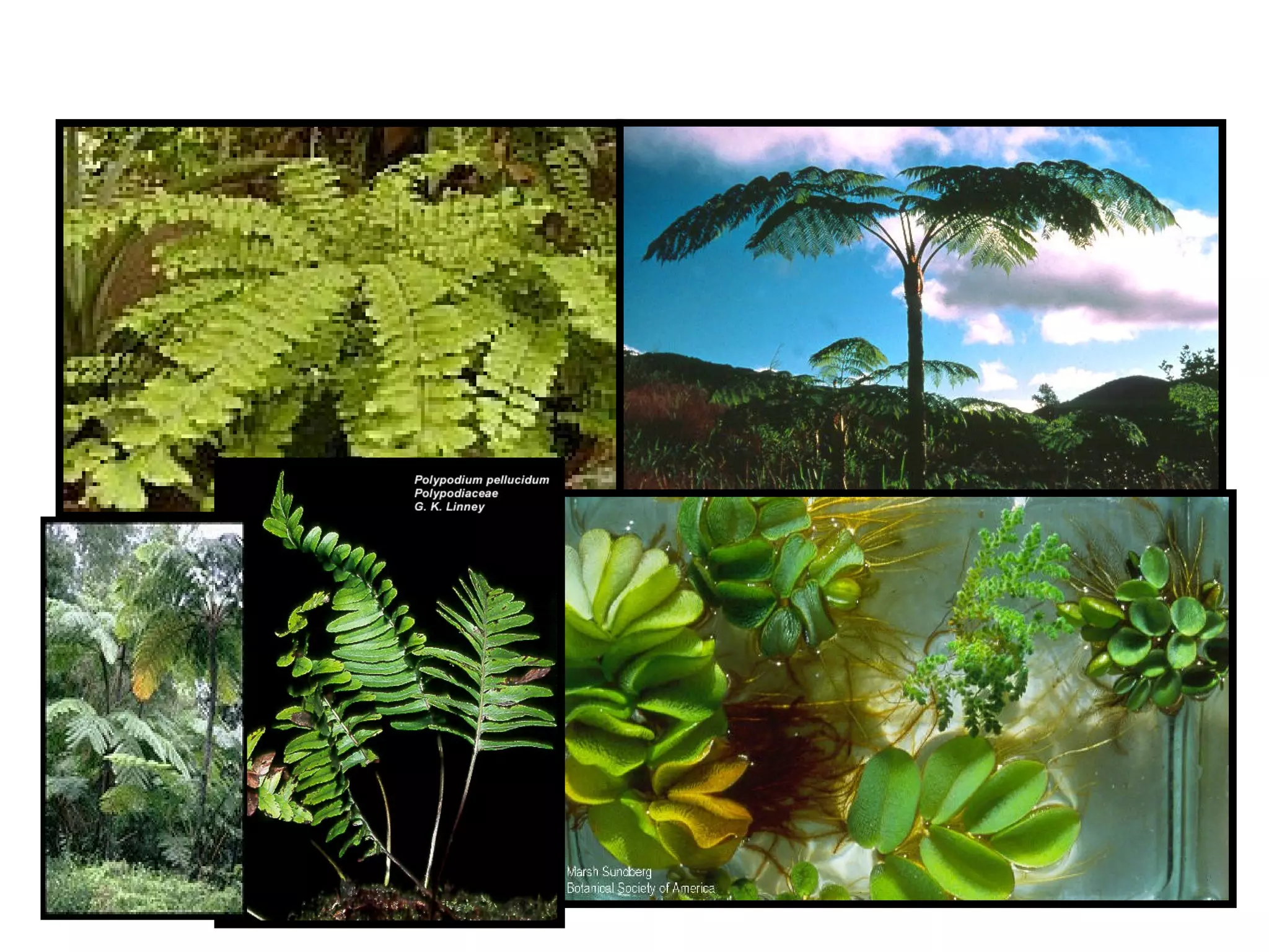 Phylum tracheophyta 2016 | PPT