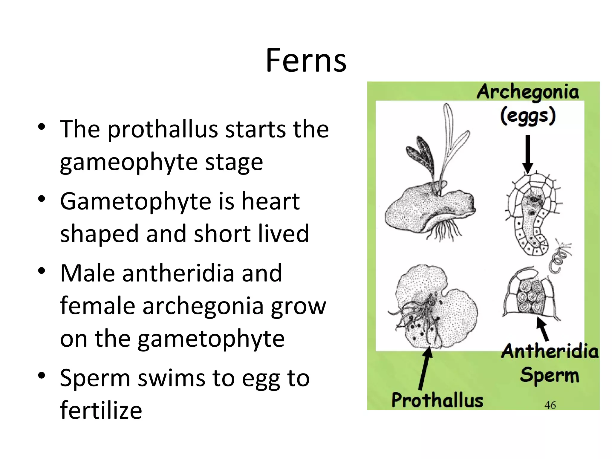 Phylum tracheophyta 2016 | PPT