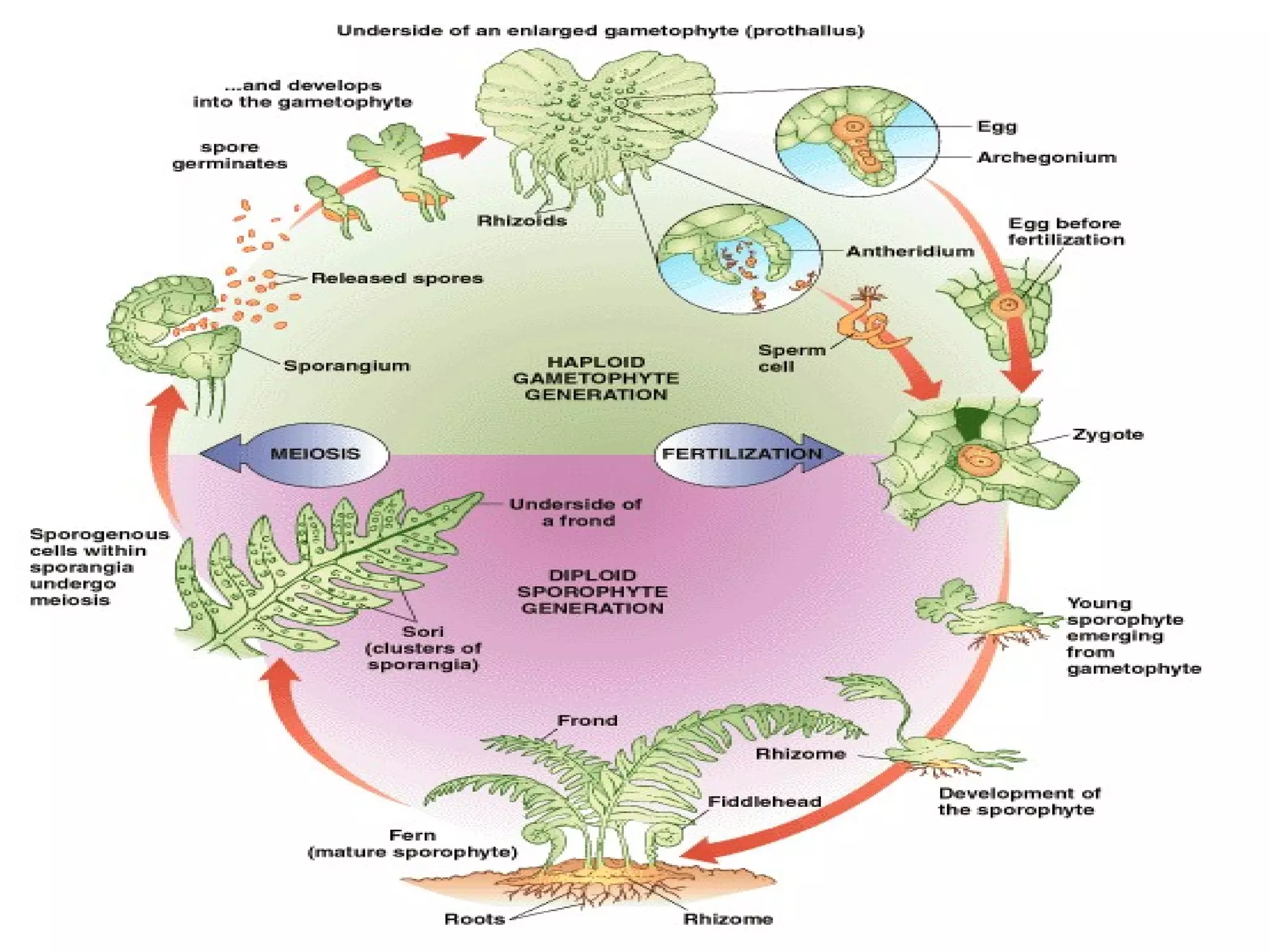 Phylum tracheophyta 2016 | PPT