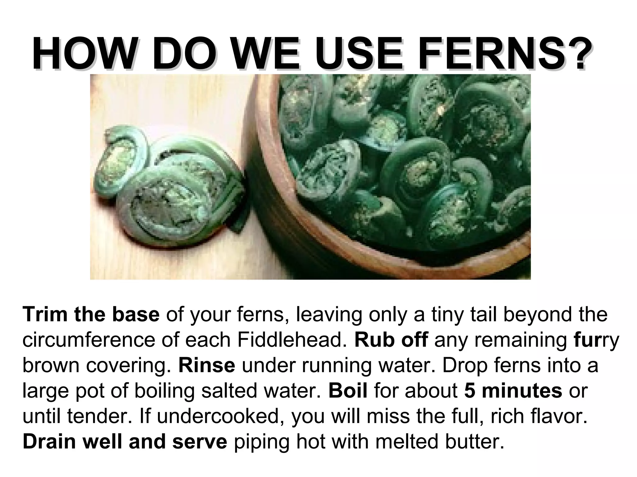 Phylum tracheophyta 2016 | PPT