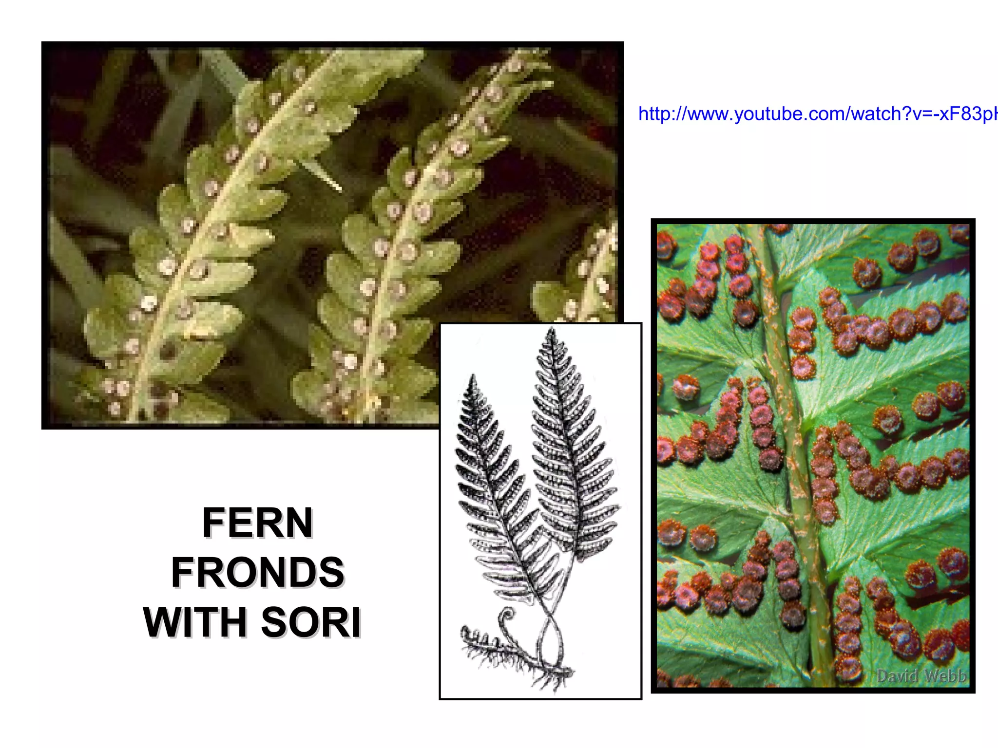 Phylum tracheophyta 2016 | PPT