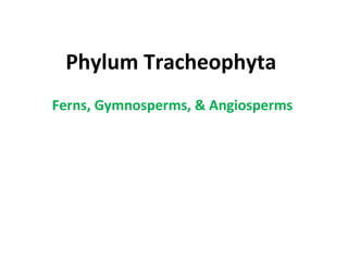 Phylum tracheophyta 2016 | PPT