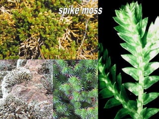 Phylum tracheophyta 2016 | PPT