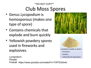 Phylum tracheophyta 2016 | PPT