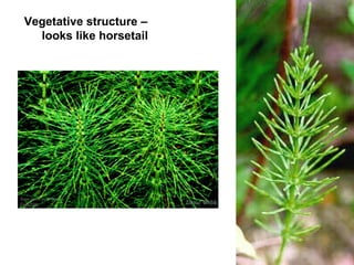 Phylum tracheophyta 2016 | PPT