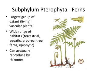 Phylum tracheophyta 2016 | PPT