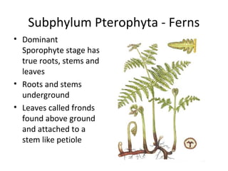 Phylum tracheophyta 2016 | PPT
