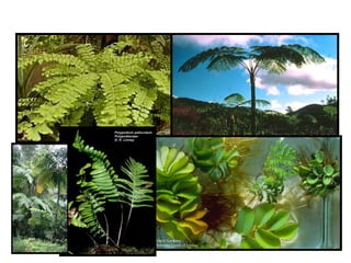 Phylum tracheophyta 2016 | PPT