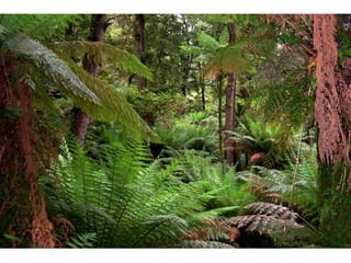 Phylum tracheophyta 2016 | PPT