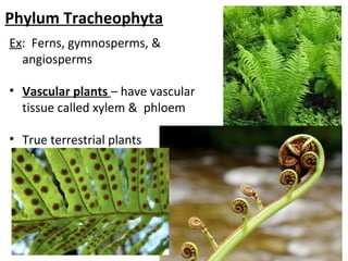 Phylum tracheophyta 2016 | PPT