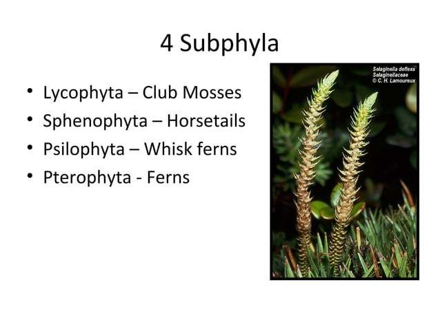 Phylum tracheophyta 2016 | PPT | Gardening | Home & Garden