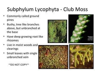Phylum tracheophyta 2016 | PPT