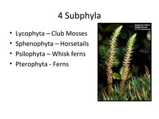 Phylum Sphenophyta
