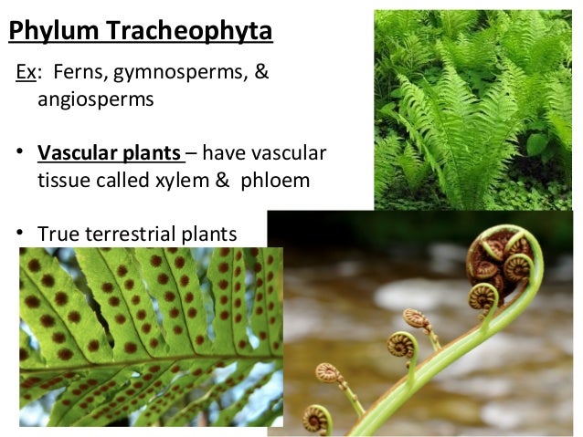 Phylum Tracheophyta