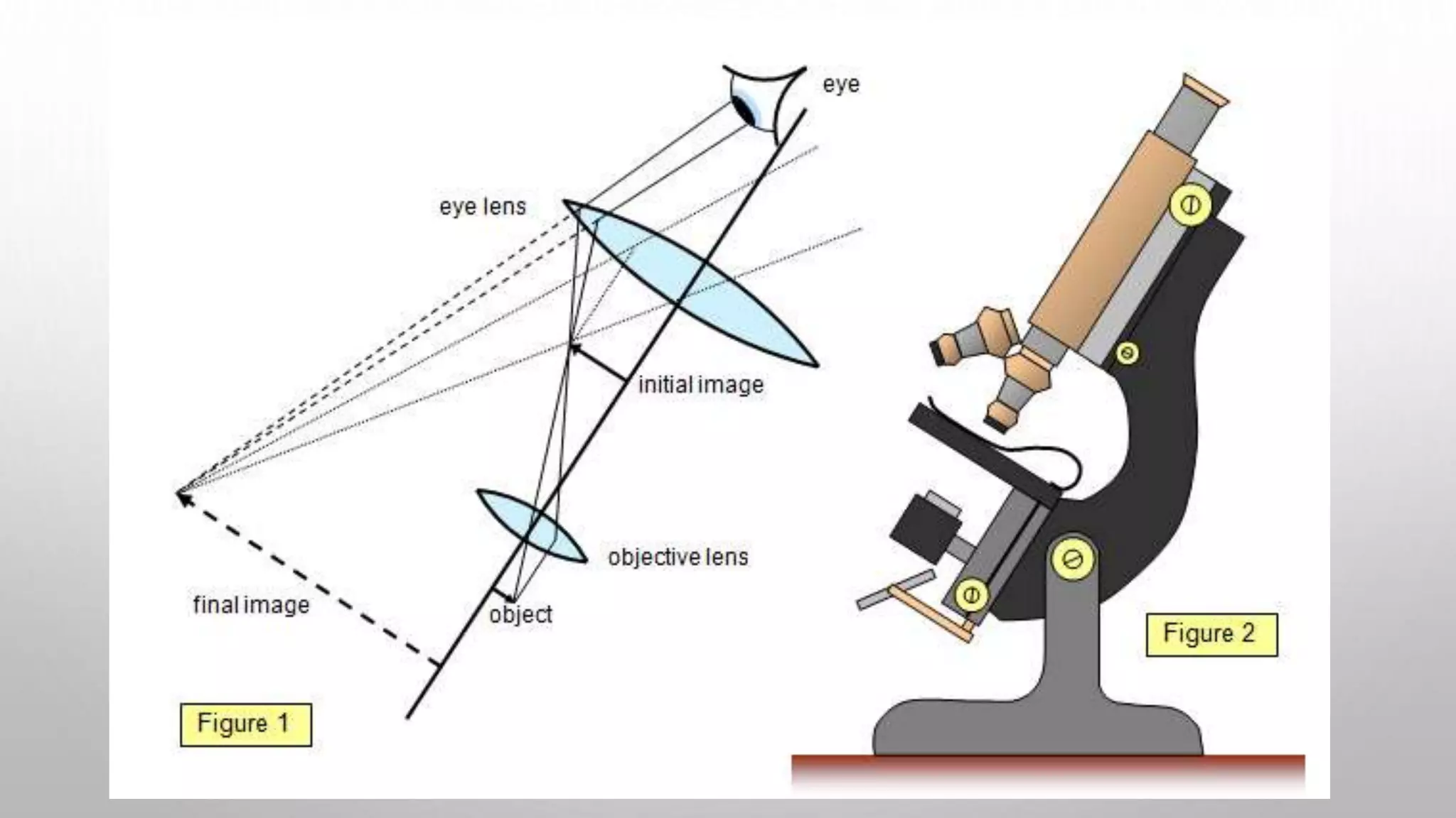 compound microscope | PPTX