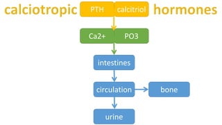 Physiology of the Parathyroid Glands | PPSX