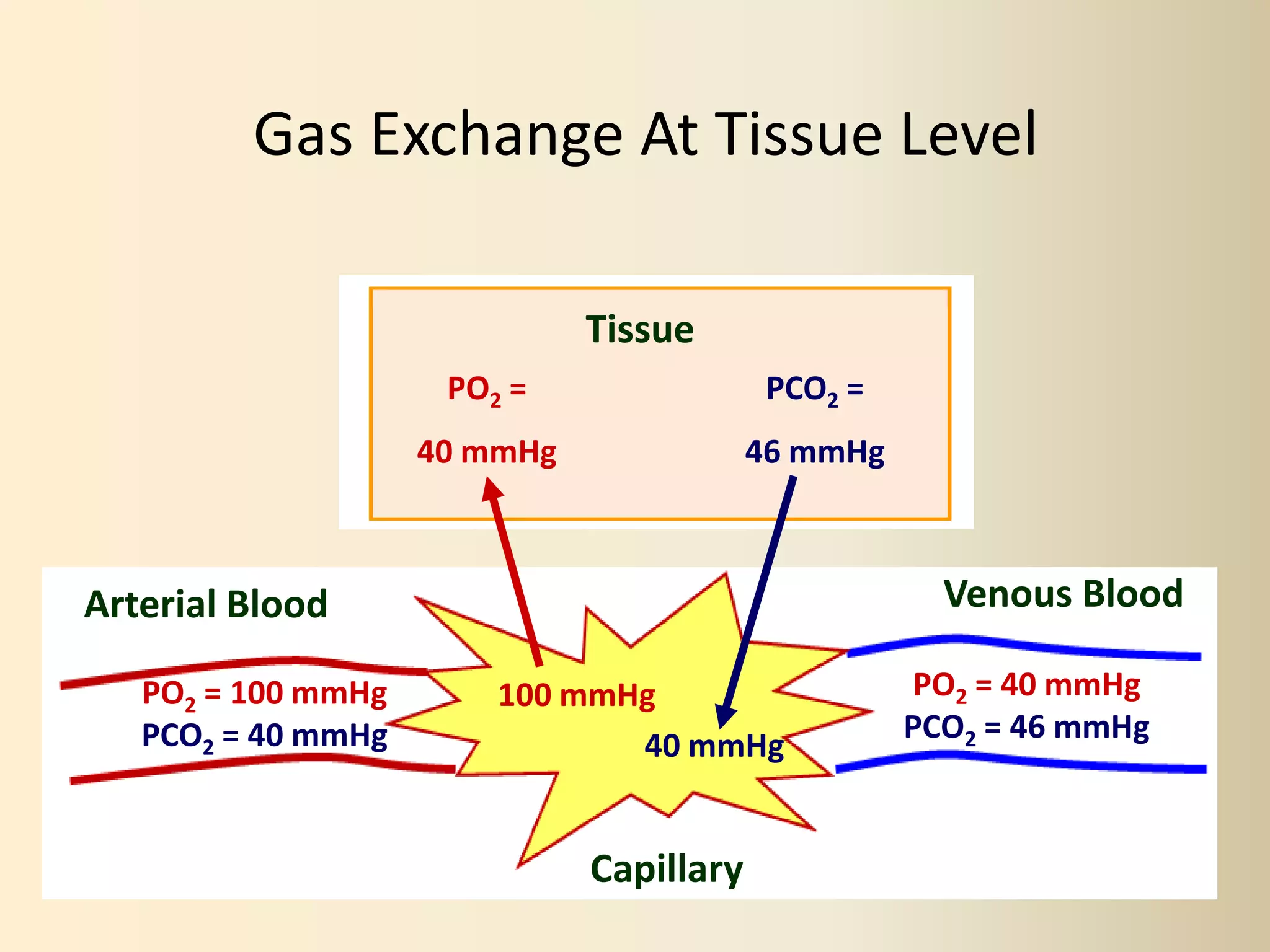 Respiratory #2, Gas Transport - Physiology | PPTX