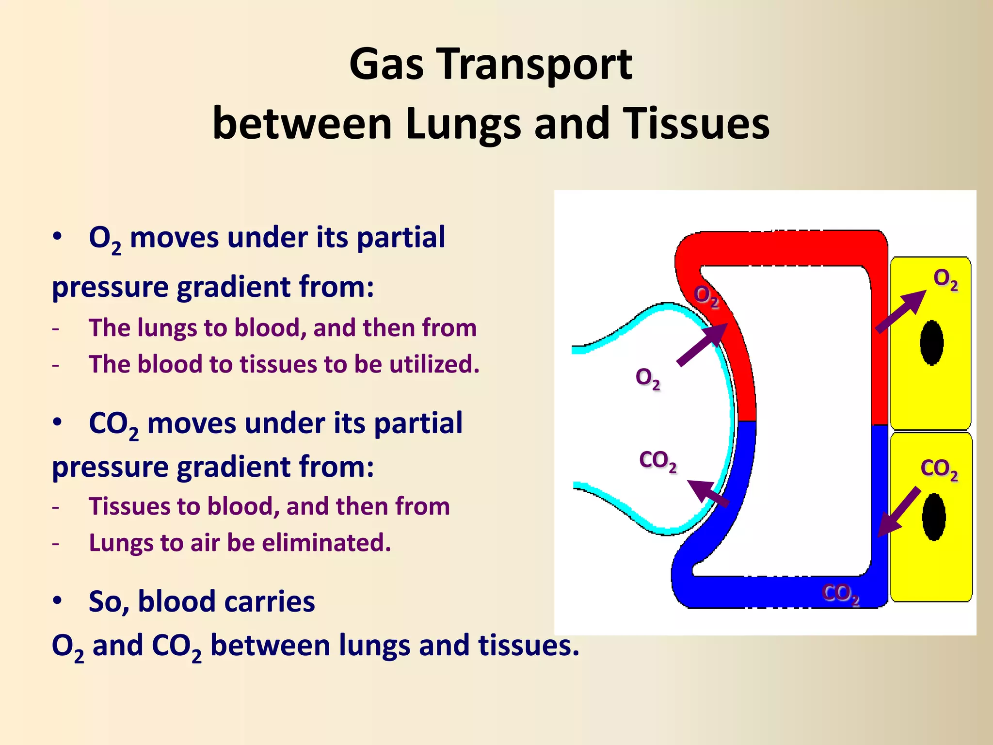 Respiratory #2, Gas Transport - Physiology | PPTX