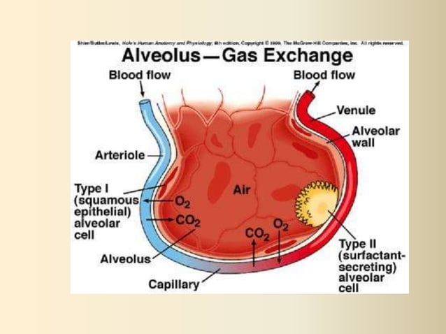 Respiratory #2, Gas Transport - Physiology | PPTX | Lung and ...