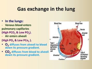 Pulmonary Gas Exchange And Transport