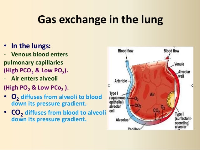 Respiratory #2, Gas Transport - Physiology