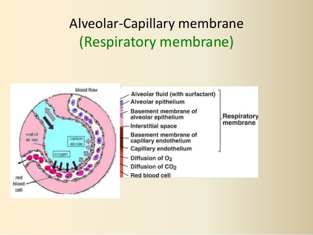 Respiratory #2, Gas Transport - Physiology