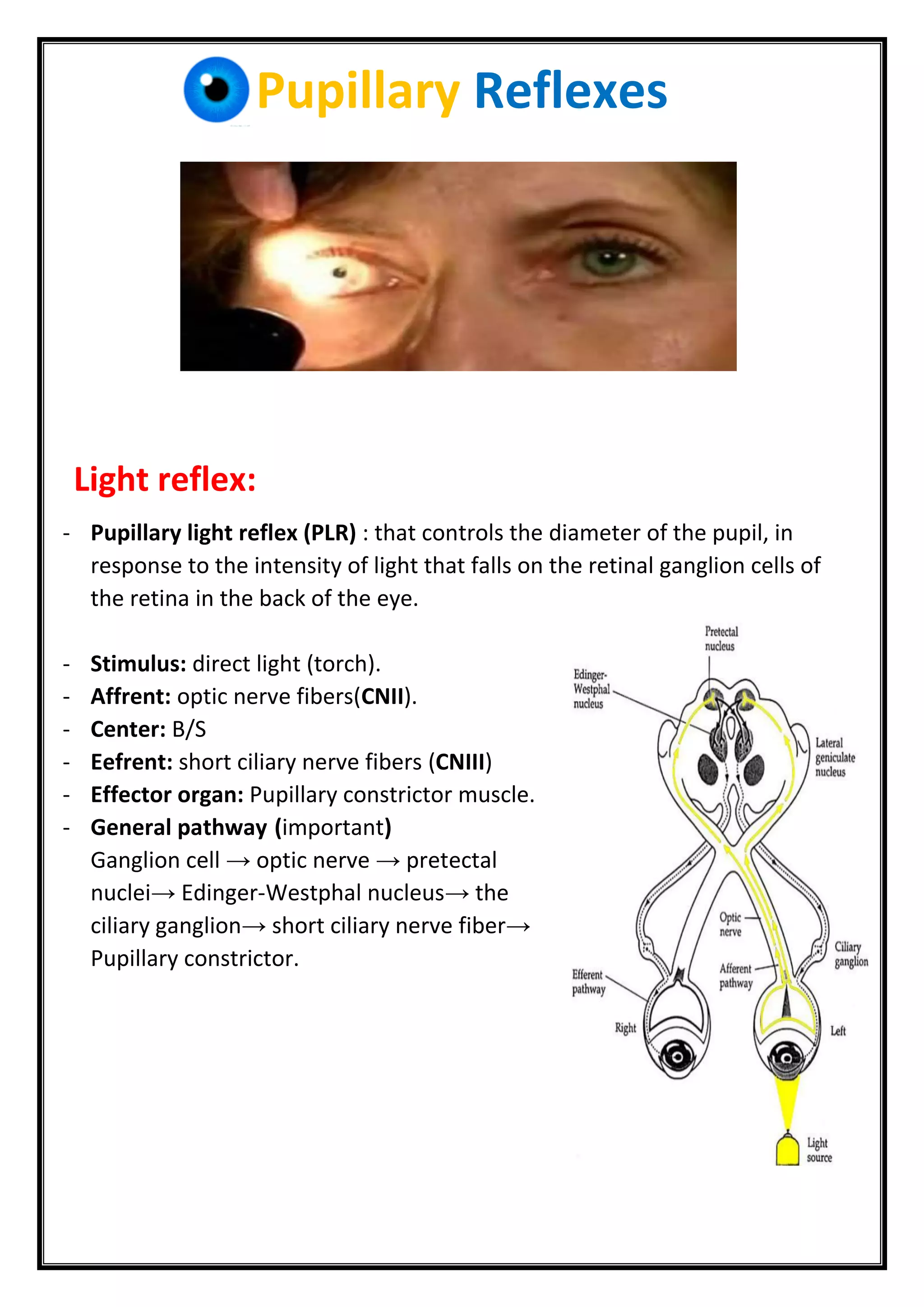 Pupillary reflexes physiology | PDF