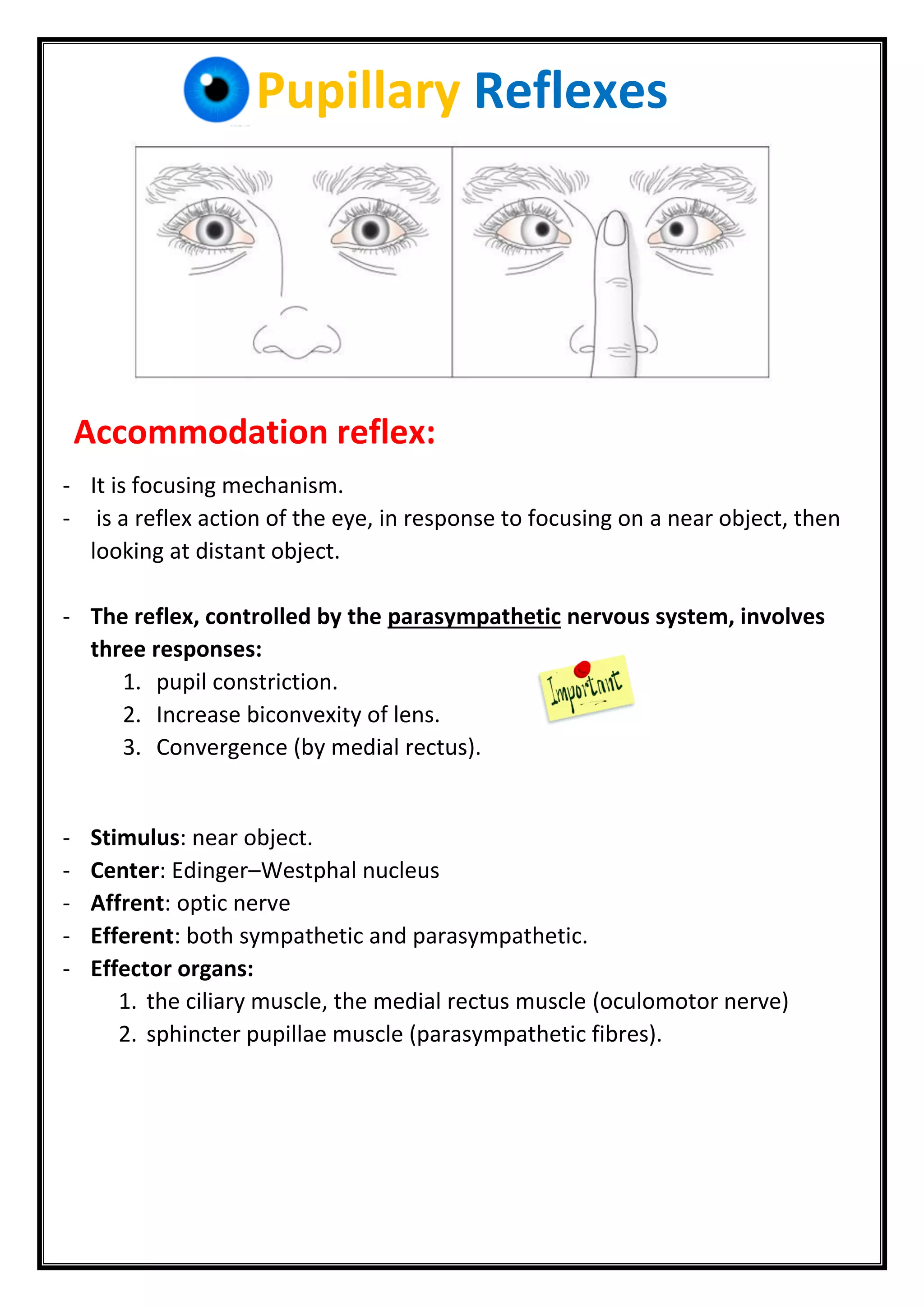 Pupillary reflexes physiology | PDF