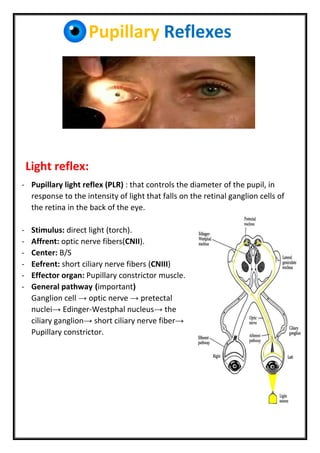 Pupillary reflexes physiology | PDF