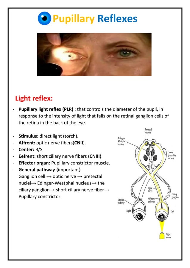 Pupillary reflexes physiology | PDF