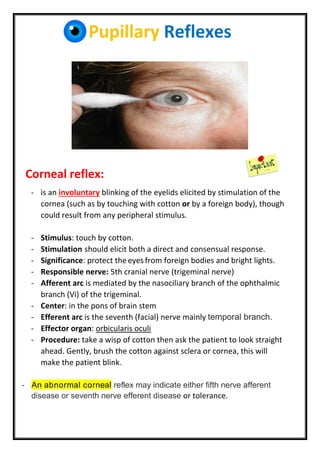 Pupillary reflexes physiology | PDF