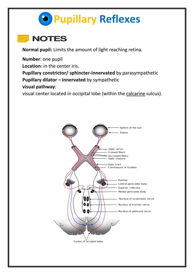 Pupillary reflexes physiology | PDF